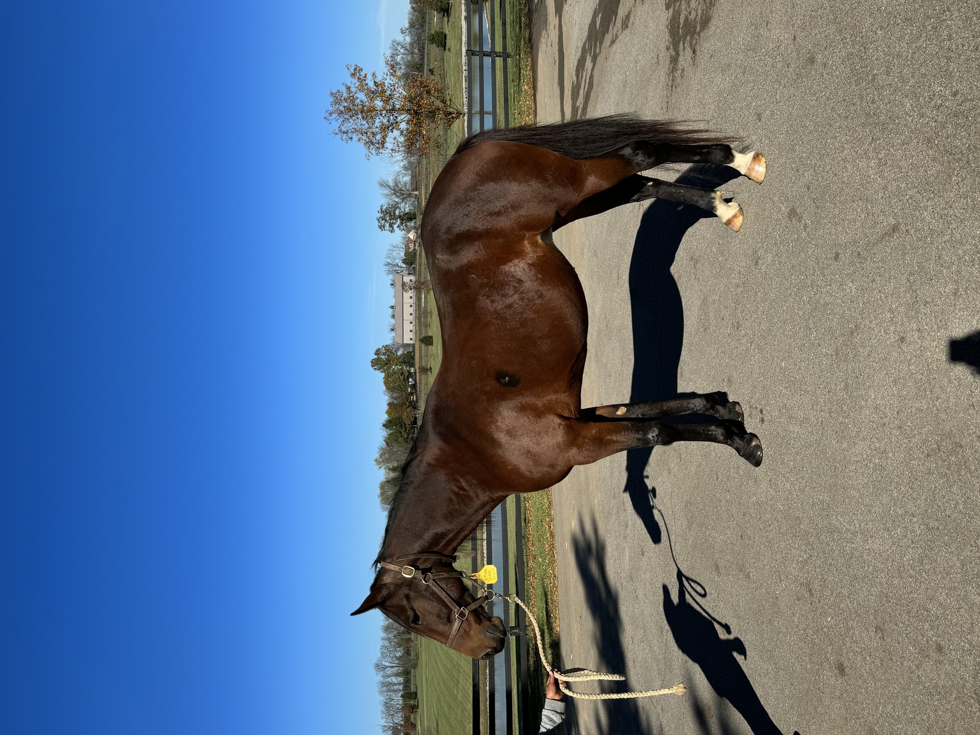 2023 ONGAIT FALL MIXED SALE - onGait