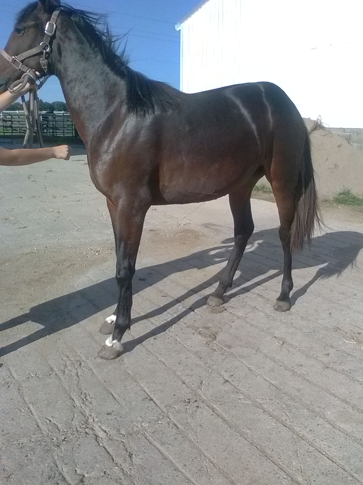 2022ONGAIT FALL YEARLING SALE - onGait