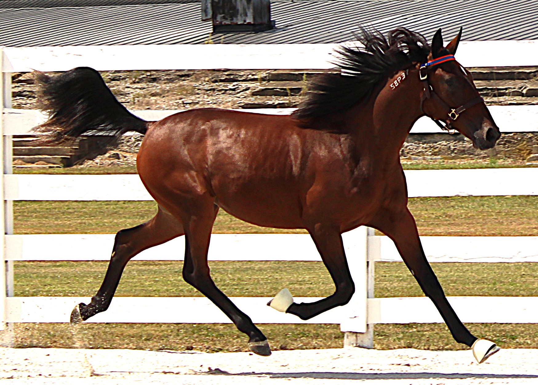 2025 ONGAIT FALL YEARLING SALE Bid online September 19 and 20 