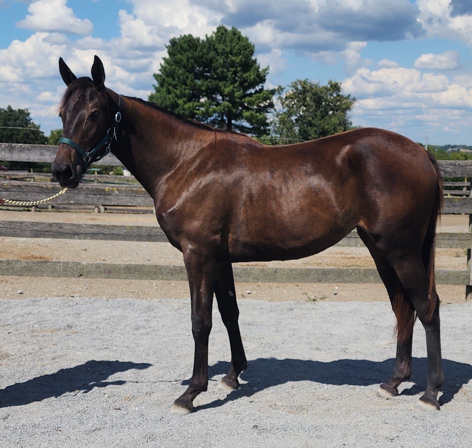 2025 ONGAIT FALL YEARLING SALE Bid online September 19 and 20 