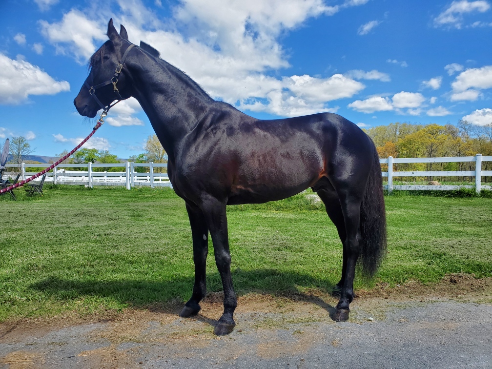 27th ANNUAL STALLION AUCTION TO BENEFIT NEW VOCATIONS Bid Online ...