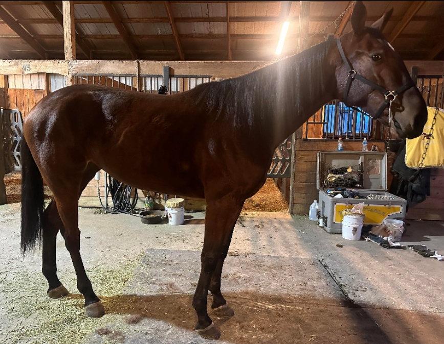 RON BURKE STABLE RACEHORSEREDUCTION Bidding Ends Thursday - onGait