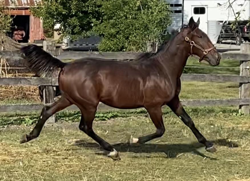 2022ONGAIT FALL YEARLING SALE - onGait