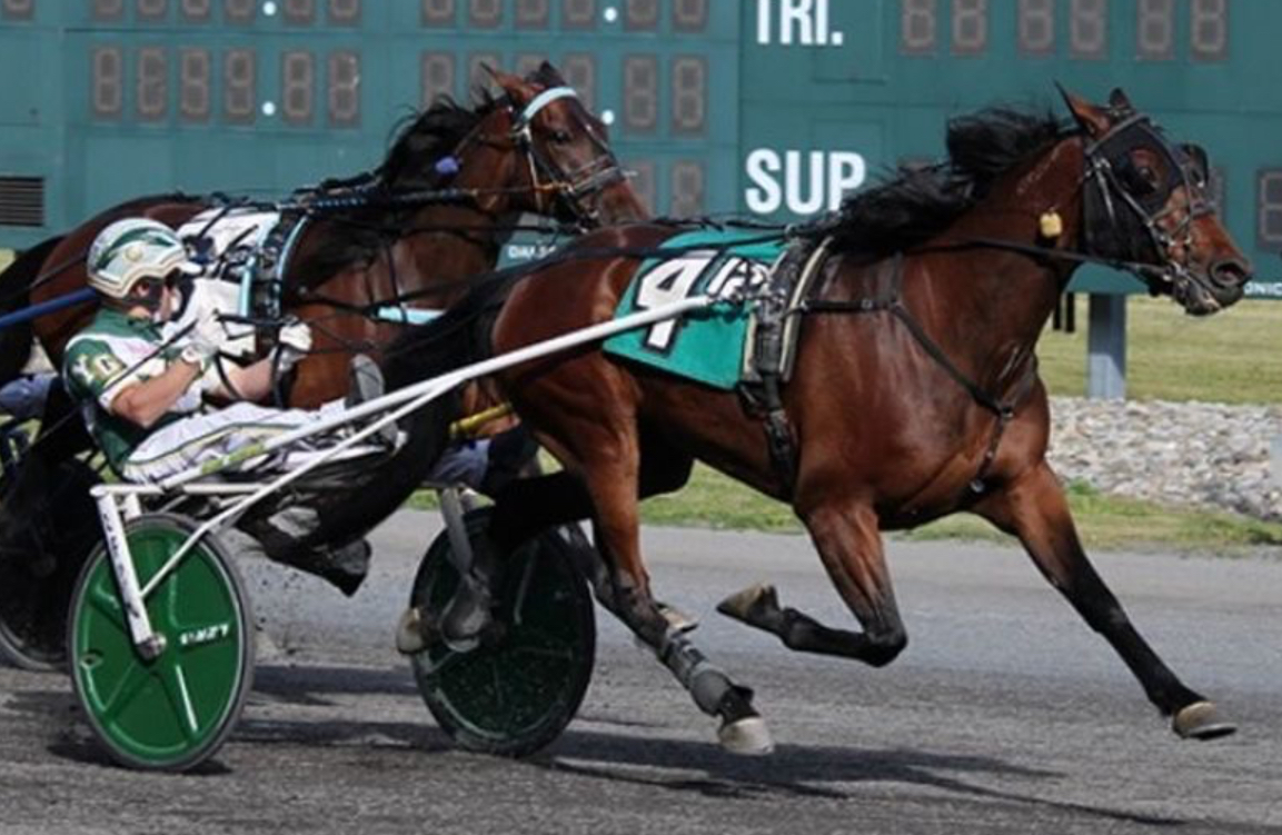 RON BURKE STABLE RACEHORSEREDUCTION SEVEN RACE READY HORSES Bidding ...