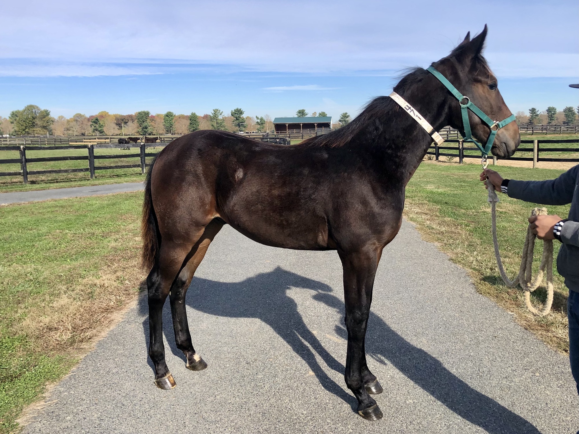 2021 ONGAIT FALL MIXED SALE Broodmares, Stallion Breedings and Shares ...