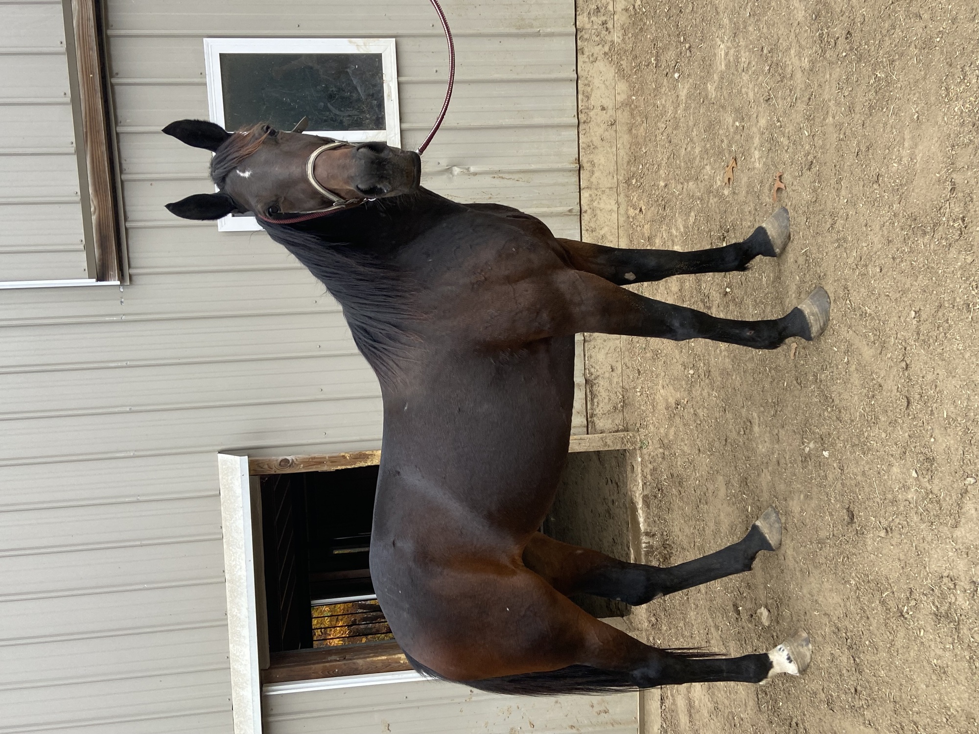 2024 ONGAIT FALL BLOODSTOCKSALE Bid Friday November 15 and Saturday ...