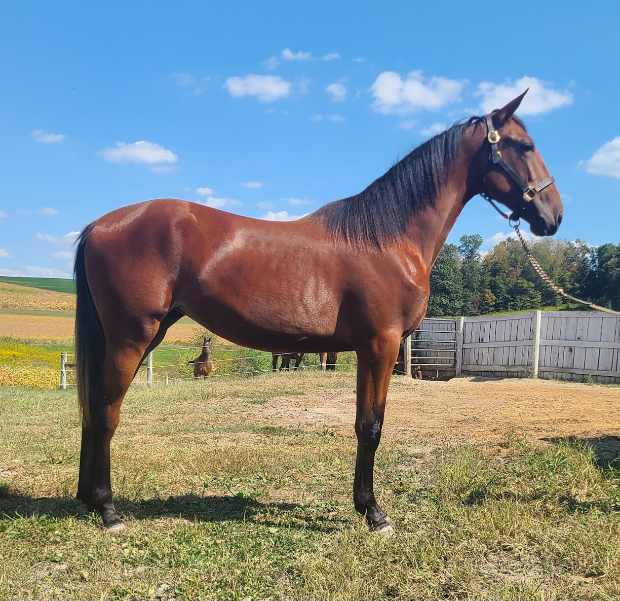 2025 ONGAIT FALL YEARLING SALE Bid online September 19 and 20 