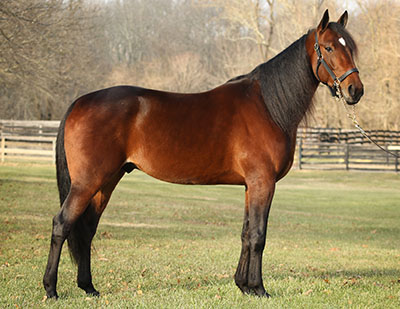 STANDARDBRED RETIREMENT FOUNDATION ANNUAL BREEDINGS OFFERING - onGait