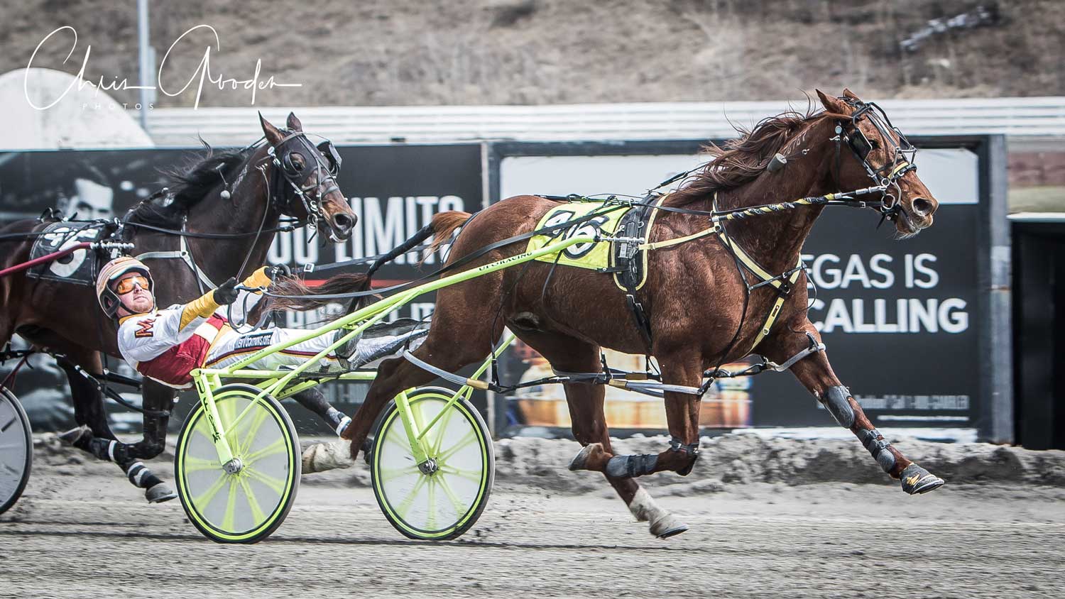 27th ANNUAL STALLION AUCTION TO BENEFIT NEW VOCATIONS Bid Online ...