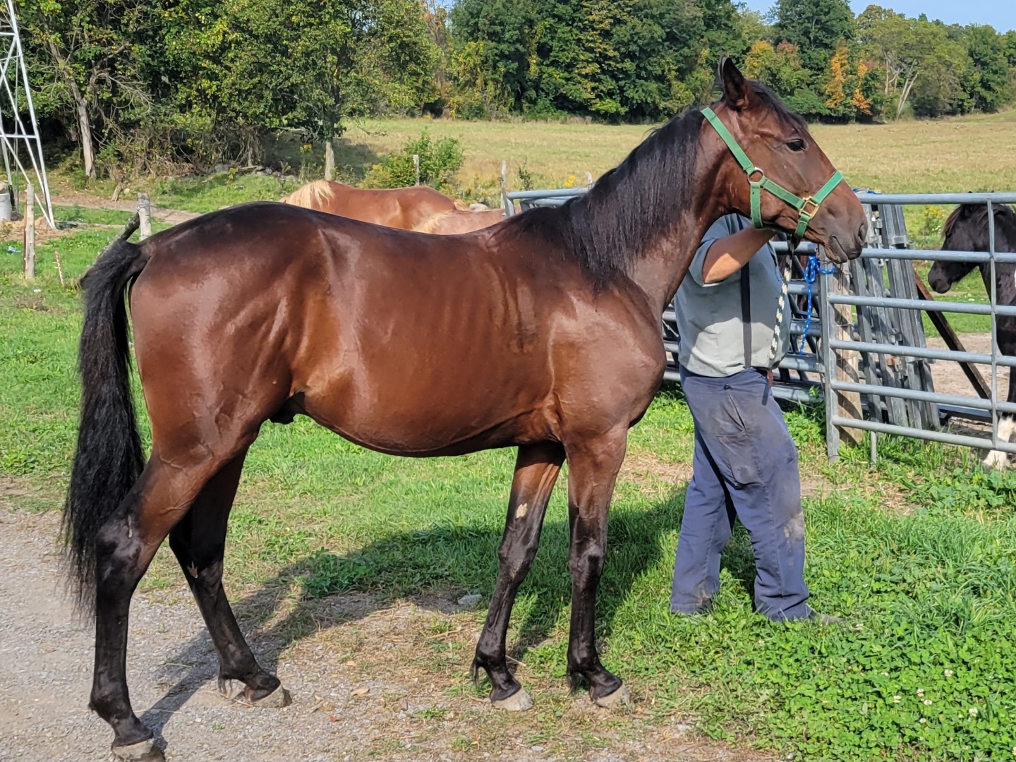 2024ONGAIT FALL YEARLING SALE - onGait