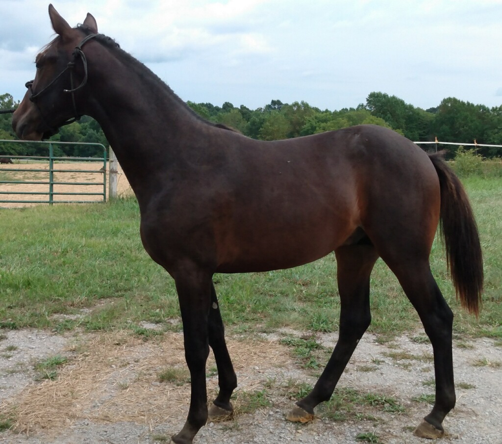 2022ONGAIT FALL YEARLING SALE - onGait