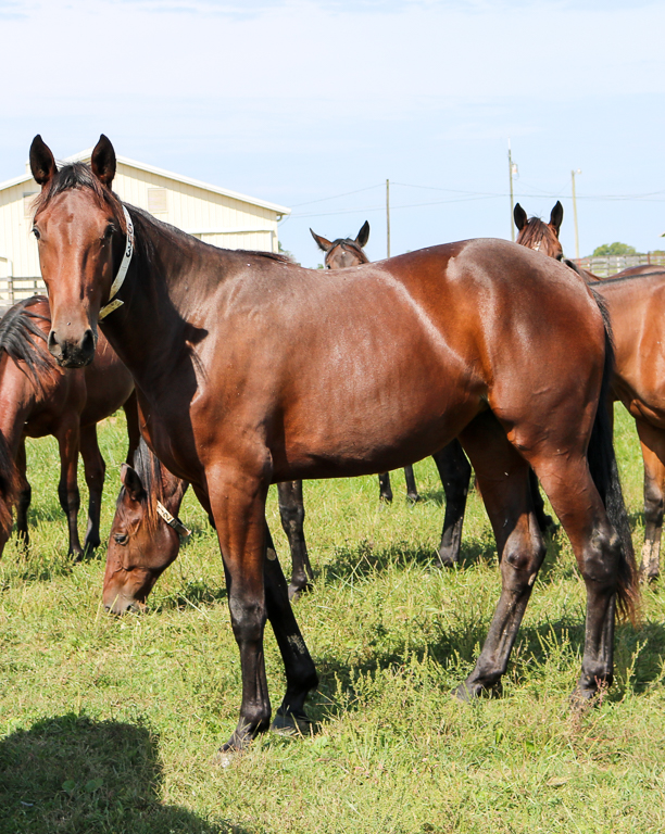 2022ONGAIT FALL YEARLING SALE - onGait