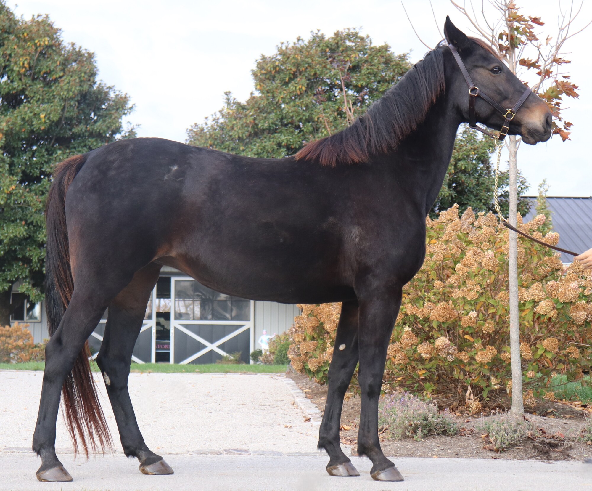 2024 ONGAIT FALL BLOODSTOCKSALE Bid Friday November 15 and Saturday ...