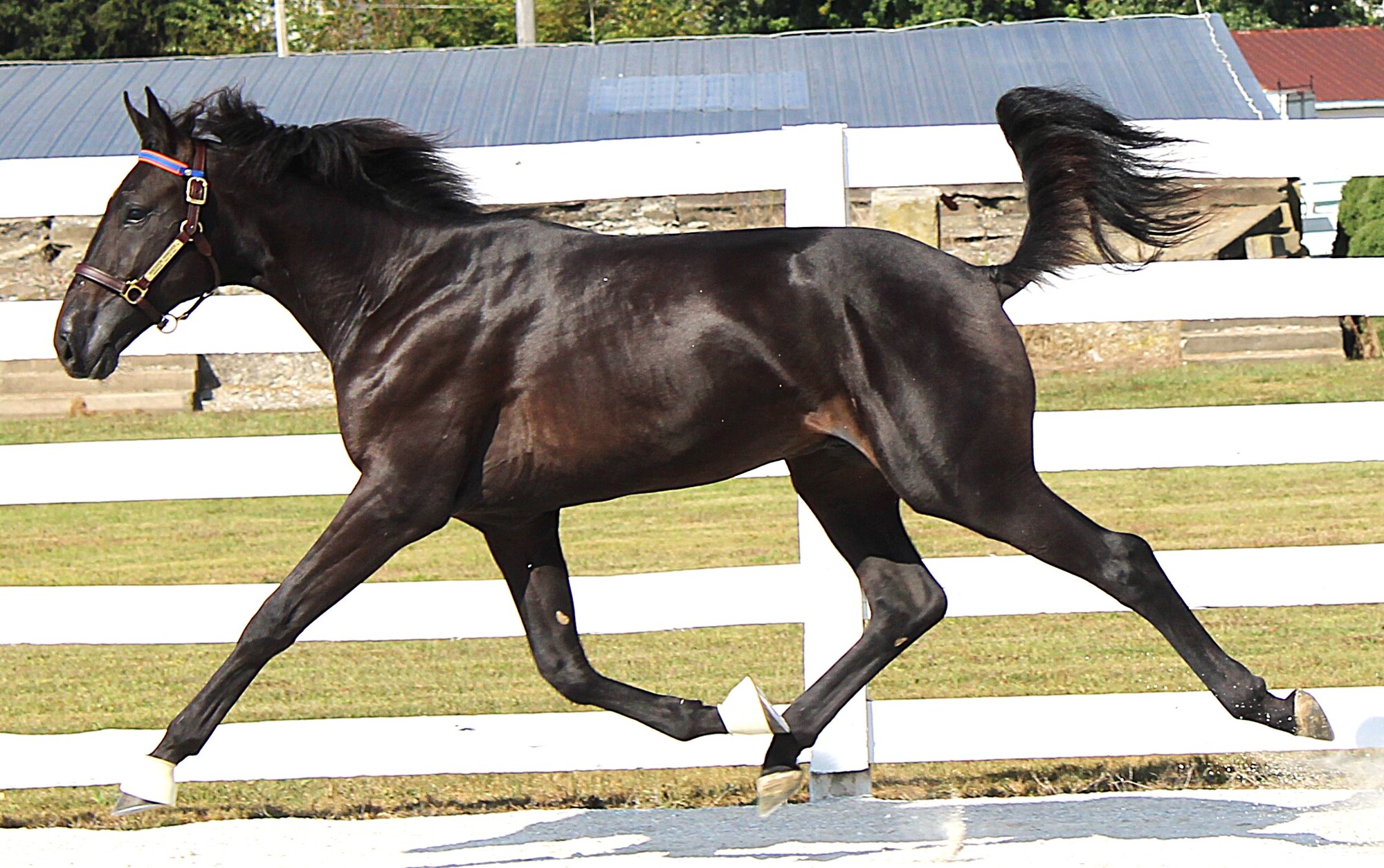2025 ONGAIT FALL YEARLING SALE Bid online September 19 and 20 