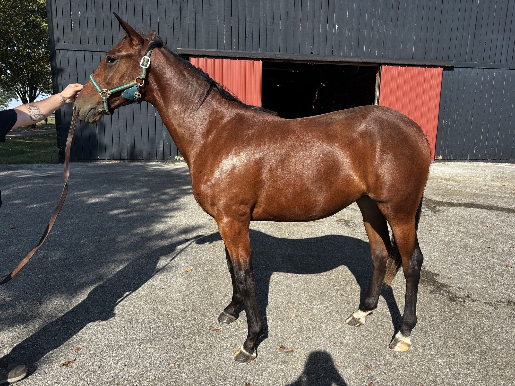 2025 ONGAIT FALL YEARLING SALE Bid online September 19 and 20 